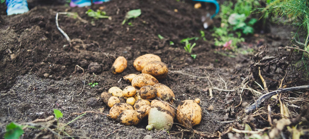 How To Grow Potatoes: Chitting, Planting & Harvesting