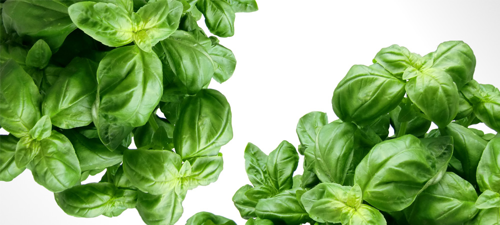 When To Punch Out Plants & When To Avoid It (UK Guide)