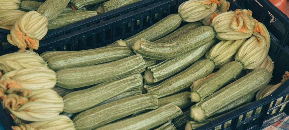 Growing Courgettes in a Greenhouse - South West Greenhouses