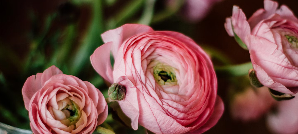How To Grow Ranunculus - Complete UK Guide