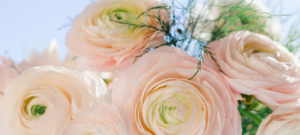 How To Grow Ranunculus - Complete UK Guide