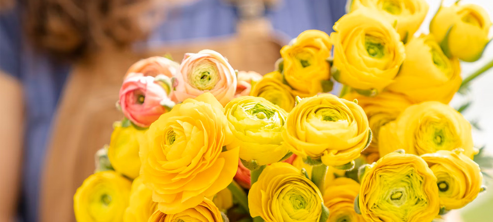 How To Grow Ranunculus - Complete UK Guide