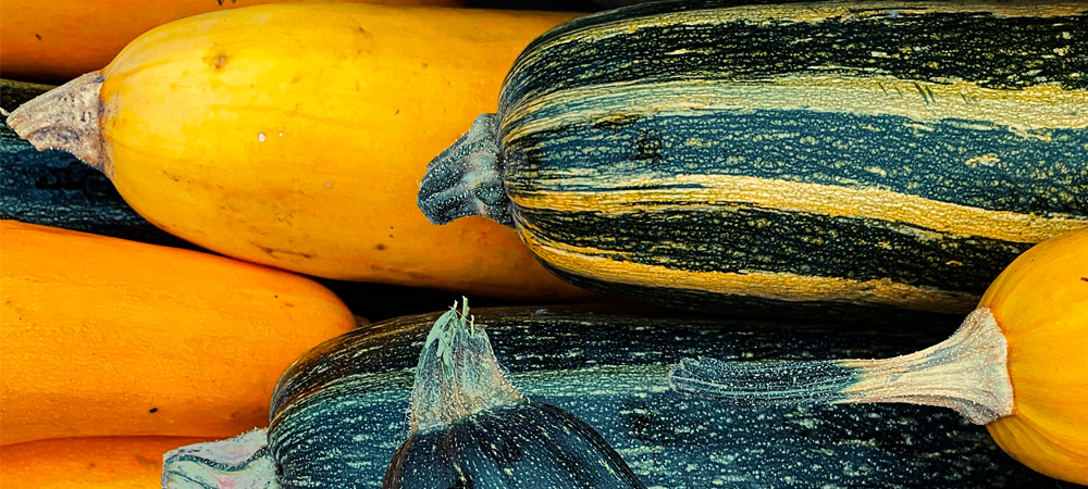 Growing Courgettes in a Greenhouse - South West Greenhouses