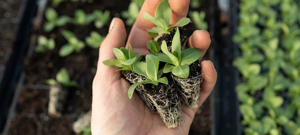 Greenhouse Gardening for Beginners UK - How Best to Start